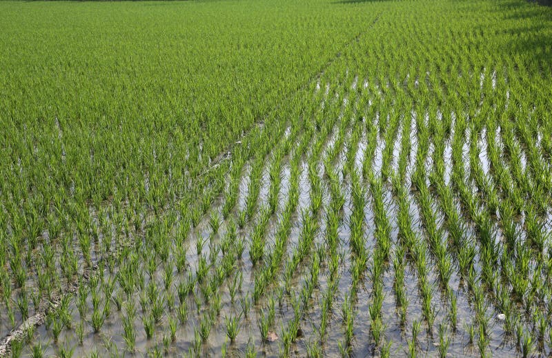 Rice field in West Bengal stock photo. Image of india - 95024608