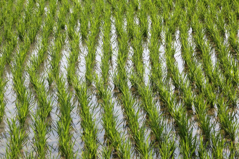 Rice Field, West Bengal, India. Stock Image - Image of agriculture ...