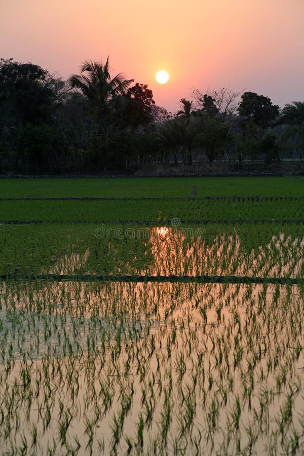 Rice field in West Bengal stock photo. Image of india - 95025438