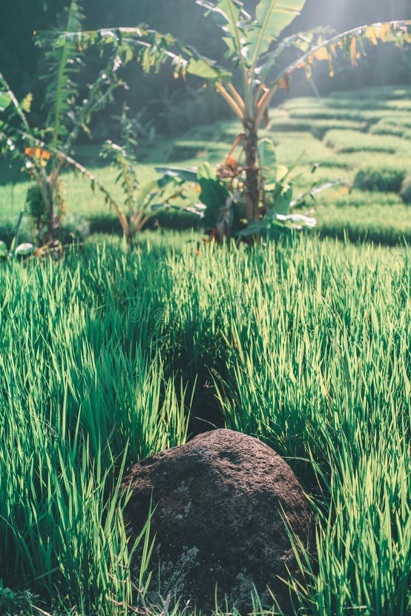 Rice field west java stock photo. Image of west, semeru - 185665556