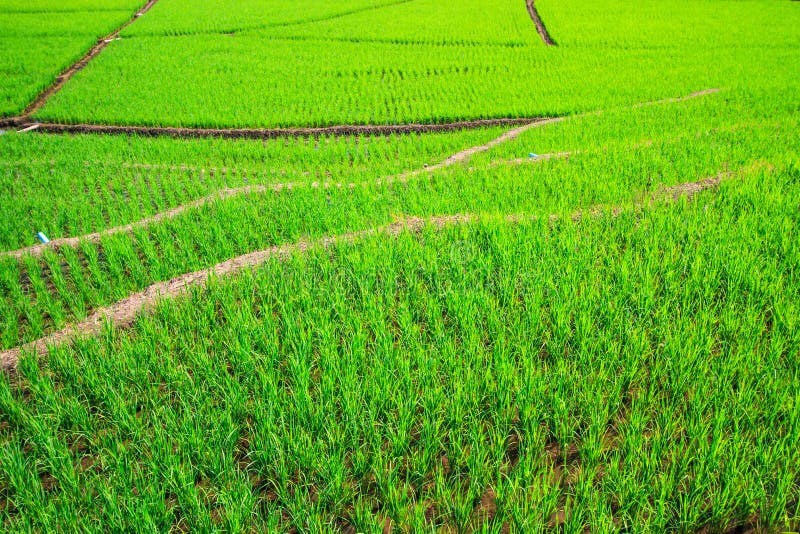 Rice field stock image. Image of land, farming, asian - 37264425