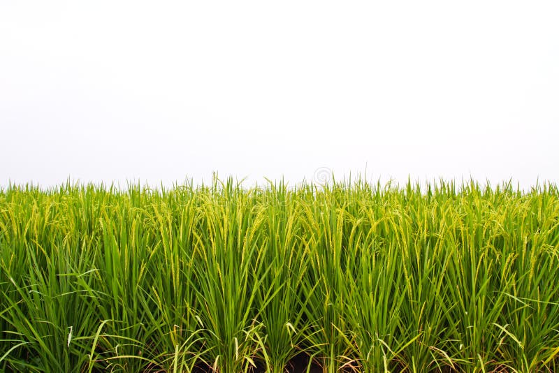 Rice Field on White Background Stock Image - Image of background ...