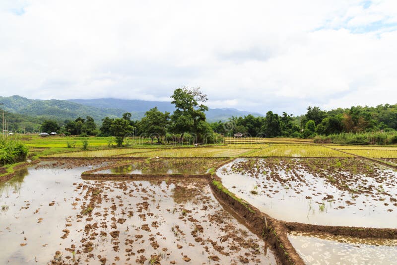 Rice Field with White Cloud Stock Photo - Image of beauty, beautiful ...