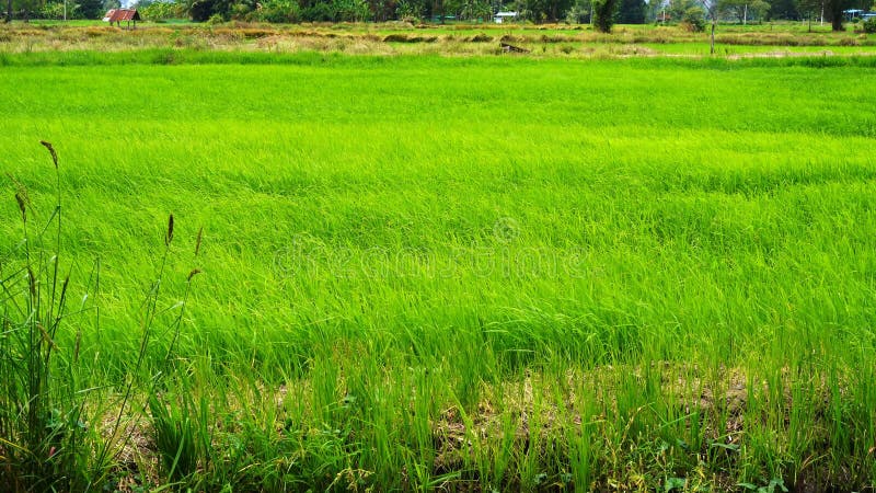 Rice field with wind blow stock video. Video of agricultural - 123619349