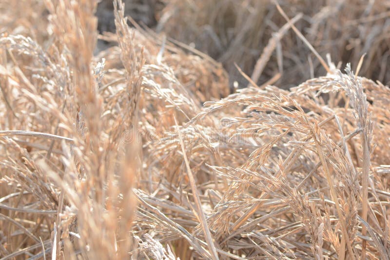 Rice Field Withered Sick Rice Field Picture. Image: 270859661