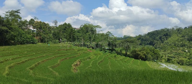 Rice Field in Wonosobo, Central Java Stock Photo - Image of paddy ...