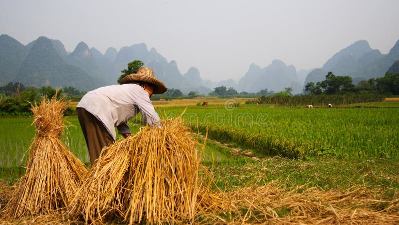 Rice Field Work China stock photo. Image of ethnic, countrywomen - 6535374