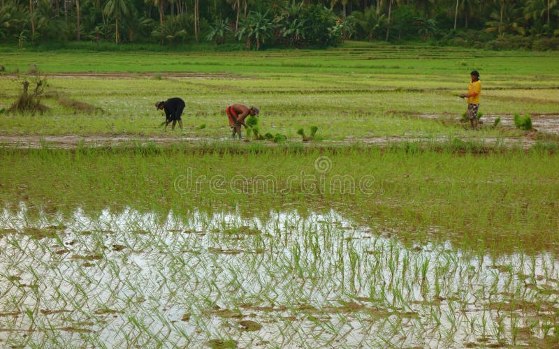 Rice field work editorial image. Image of environment - 108651300