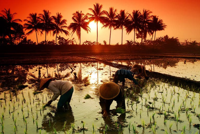 Rice field worker stock photo. Image of morning, worker - 2924674