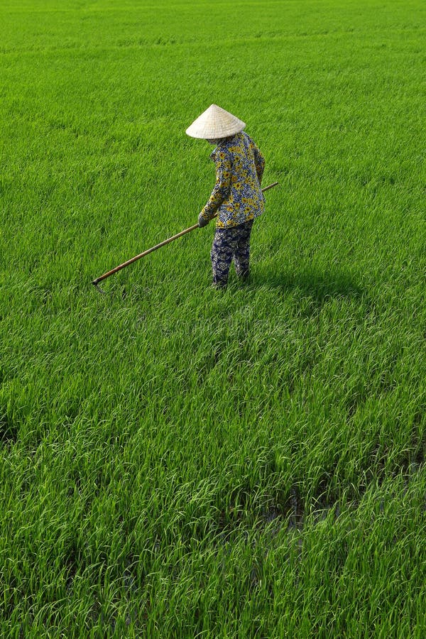 Rice field worker editorial photography. Image of malaysia - 102337142