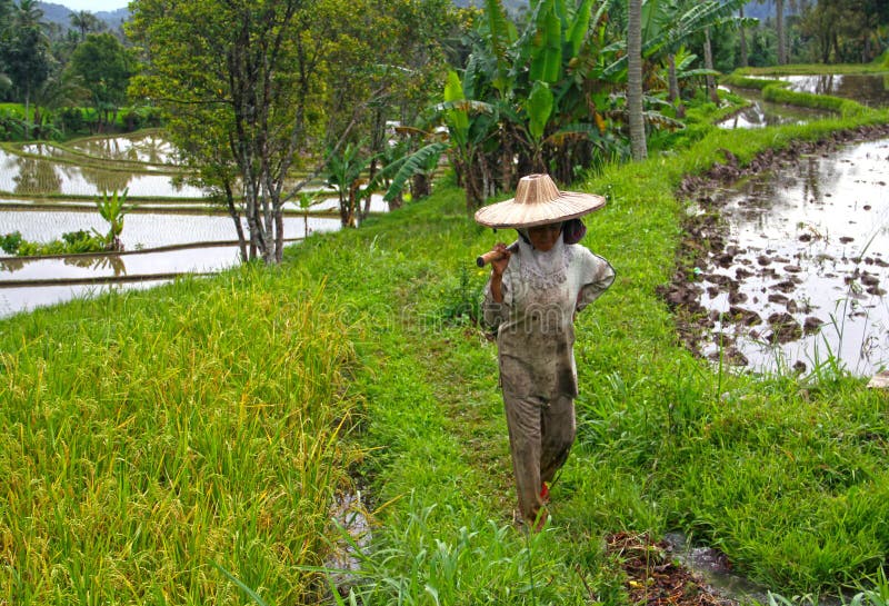 Rice Field Worker in Bukittinggi, Indonesia Editorial Image - Image of ...