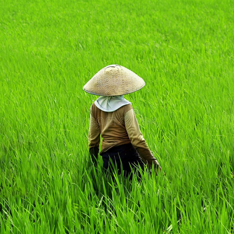Rice Field Worker Care His Rice Field Stock Image - Image of cereal ...