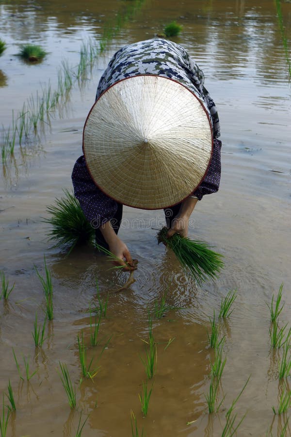 Rice field worker stock image. Image of japan, paddy - 97797735