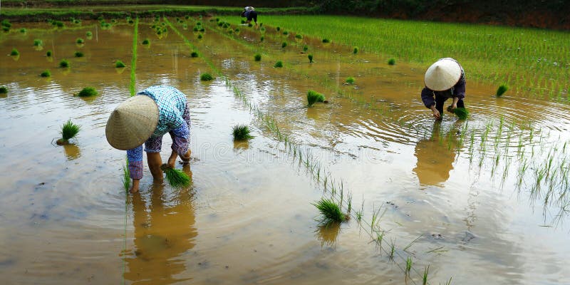 Rice field worker editorial photography. Image of malaysia - 102337142