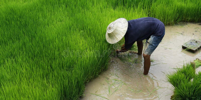 Rice field worker stock image. Image of farming, nature - 102333731