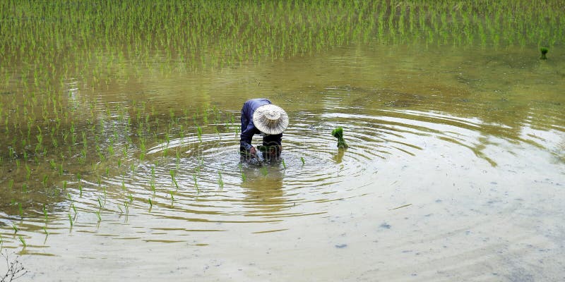 Rice field worker stock photo. Image of growth, banaue - 102334940