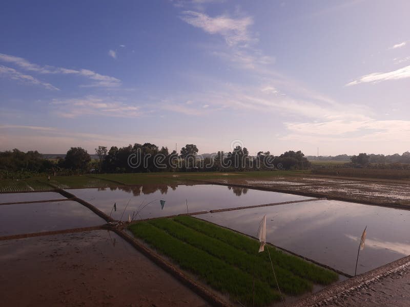 Rice Field Yard in the Morning Stock Photo - Image of shore, waterway ...