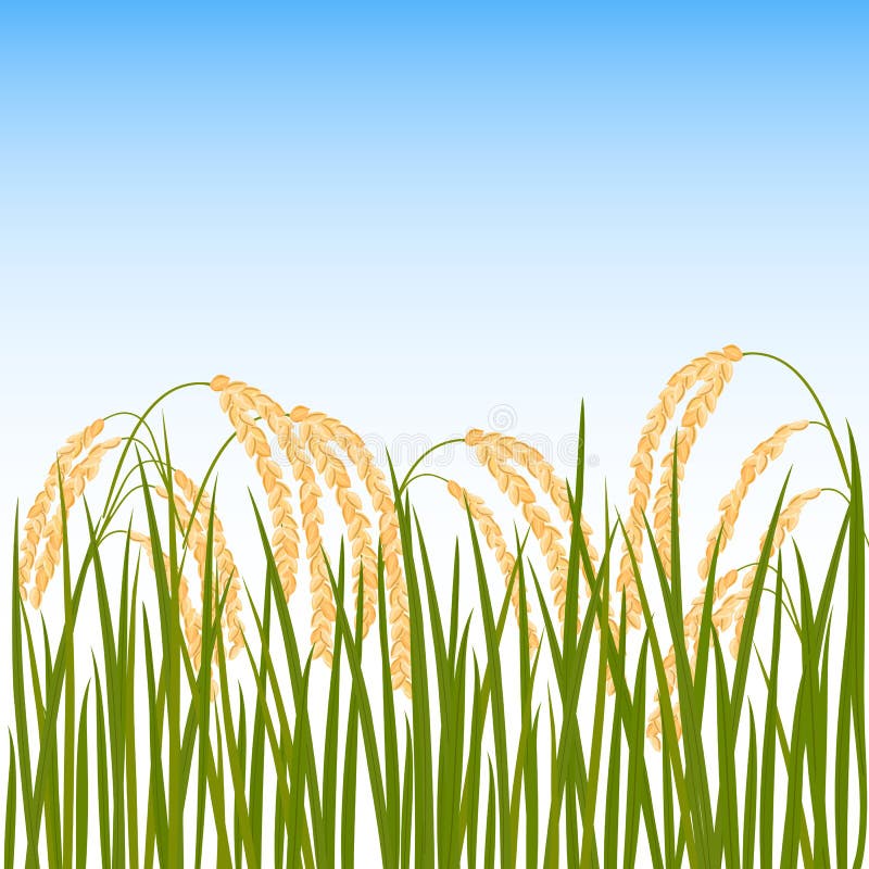 Rice field stock vector. Illustration of background, leaf - 76759721