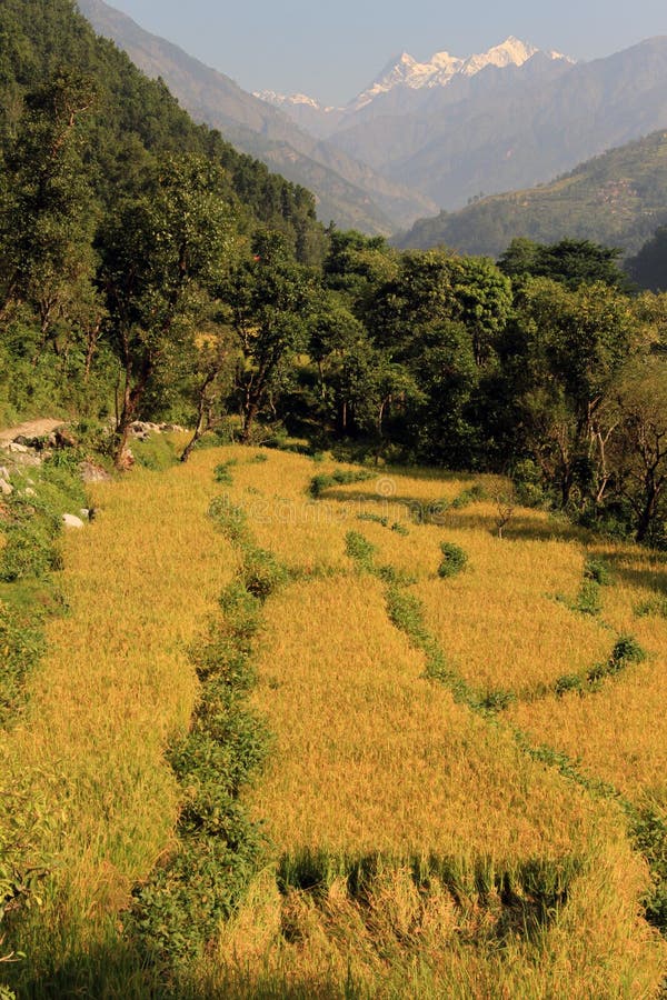 Rice field stock photo. Image of slope, green, asia, mountain - 36009828