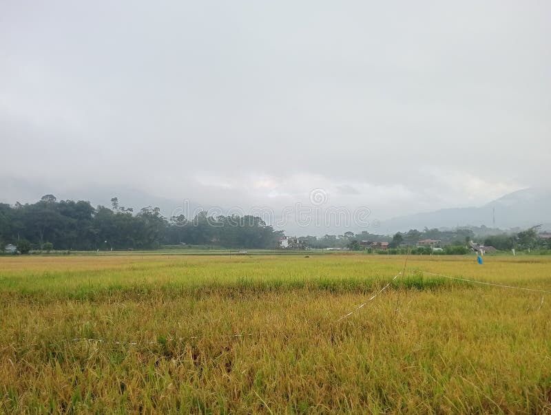 Rice Field with Yellow Paddy and Mist Around the Valley Stock Photo ...