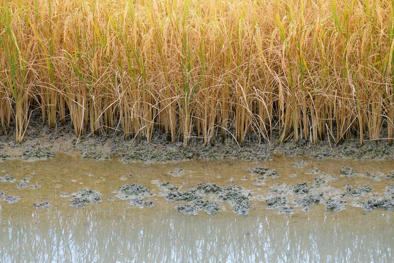 Rice field stock photo. Image of green, food, grain - 166638942