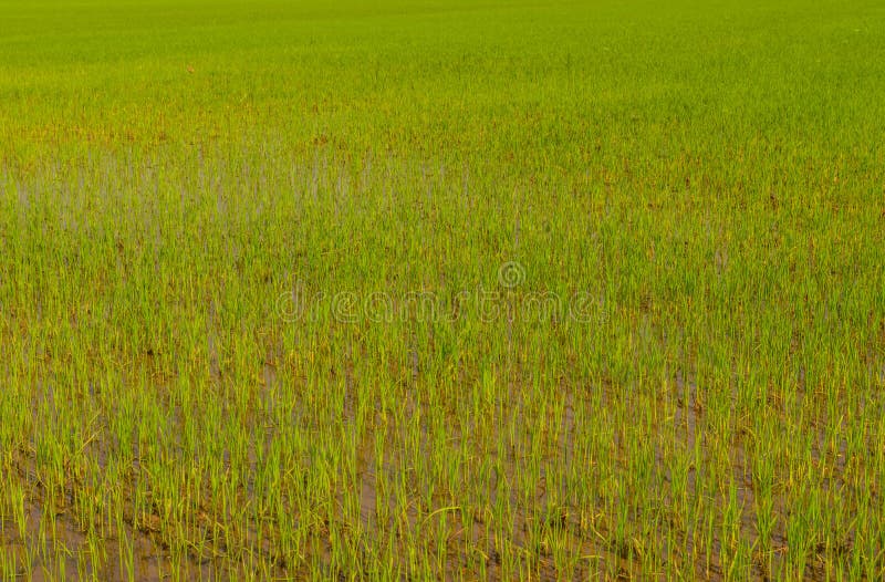 Rice field stock image. Image of harvest, field, asian - 37137741