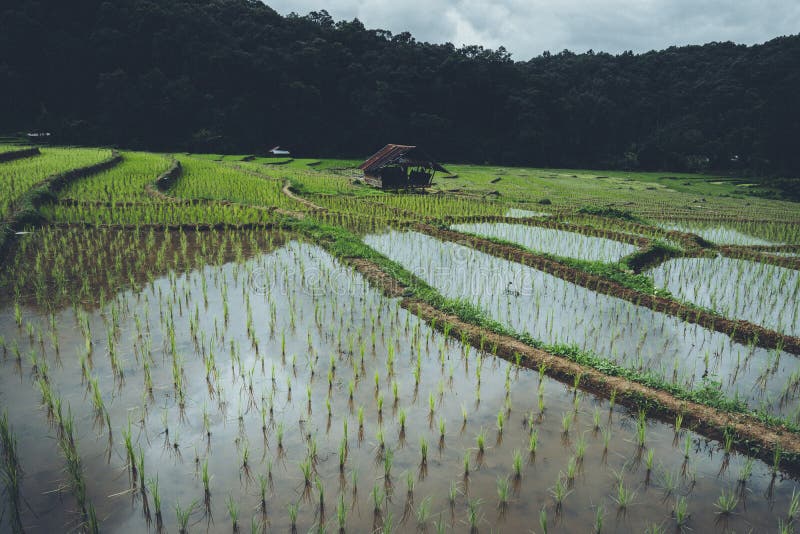 Rice Field Young Rice in the Asian Growing Season Stock Image - Image ...