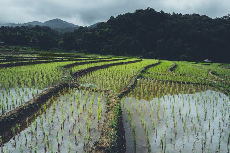 Rice Field Young Rice in the Asian Growing Season Stock Photo - Image ...