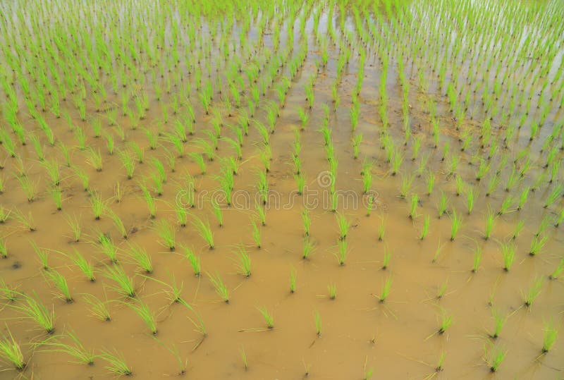 Rice field stock photo. Image of paddy, cultivated, asia - 35895376