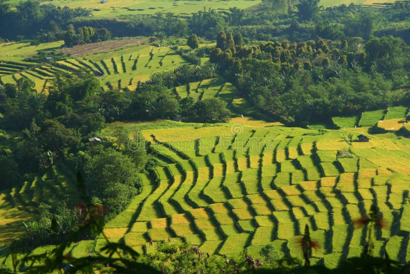 Rice Field Terraces in Indonesia Stock Photo - Image of landscape, rice ...