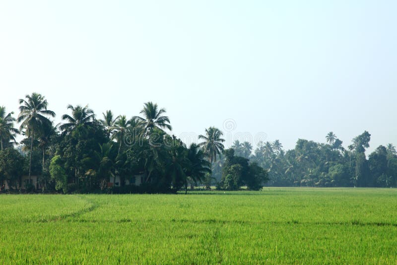 Rice fields stock photo. Image of wast, isolated, kerala - 13017618