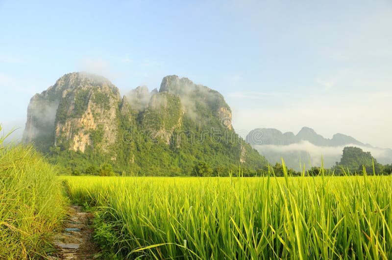 Rice fields stock photo. Image of grow, hill, earth, farm - 14138518