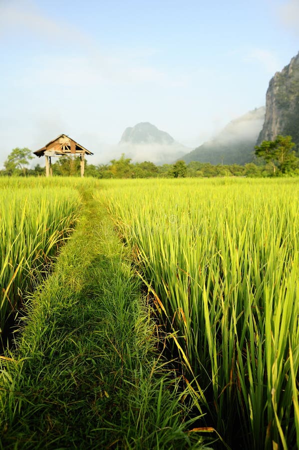 Mount mayon rice farmer editorial stock image. Image of walking - 13052324
