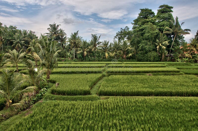 Rice fields stock image. Image of sawa, agriculture, hill - 19275077