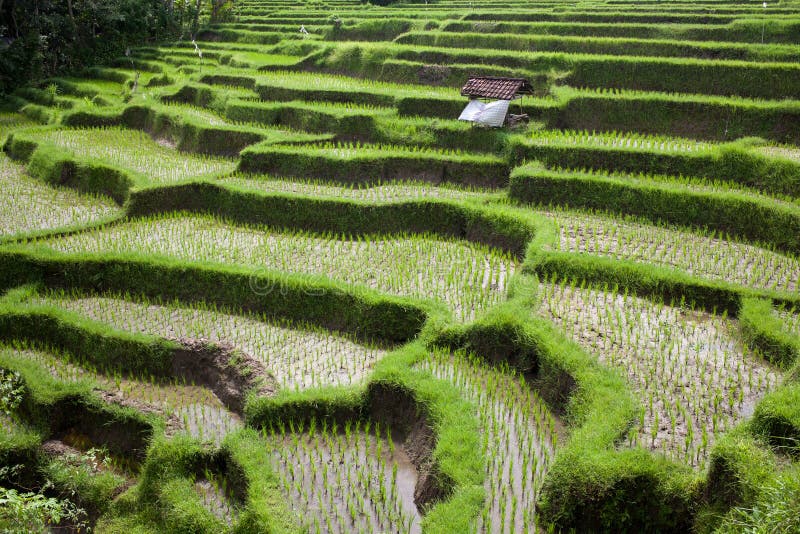 Rice fields stock photo. Image of nature, traditional - 27147748