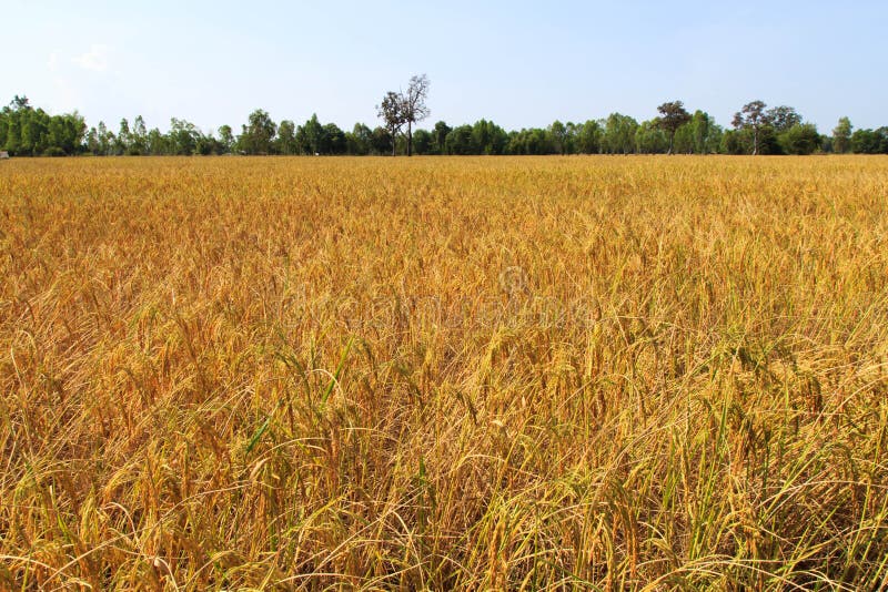Rice fields stock image. Image of healthy, clouds, farm - 27614521