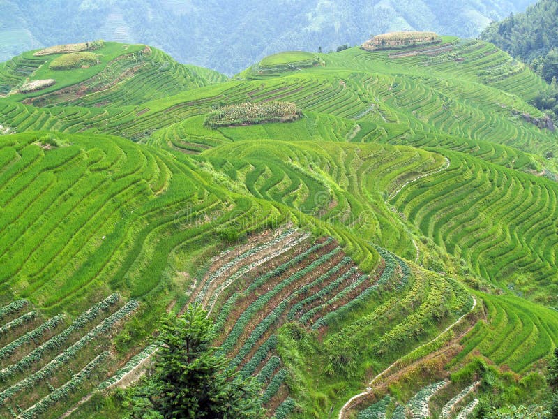 Rice Fields 3 Picture. Image: 7988972