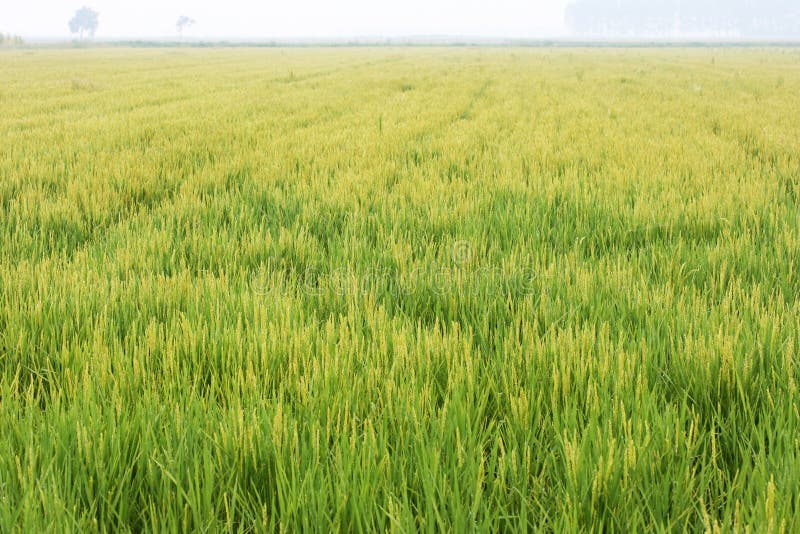 Italy, Lombardy,landscapes Rice Field from See Aer Stock Photo - Image ...