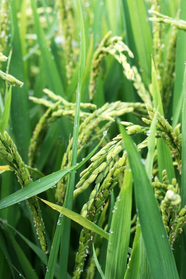 Rice fields stock photo. Image of colorful, summer, lombardia - 6087930
