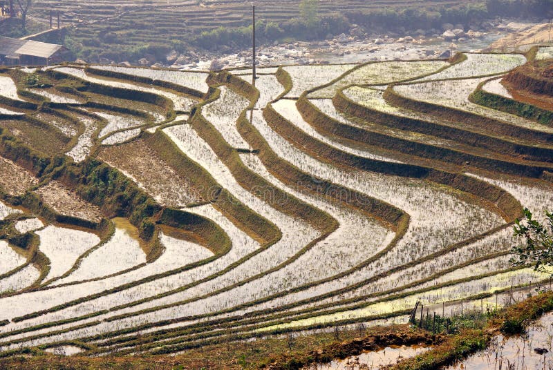 Rice fields stock photo. Image of conservation, breeding - 8264340