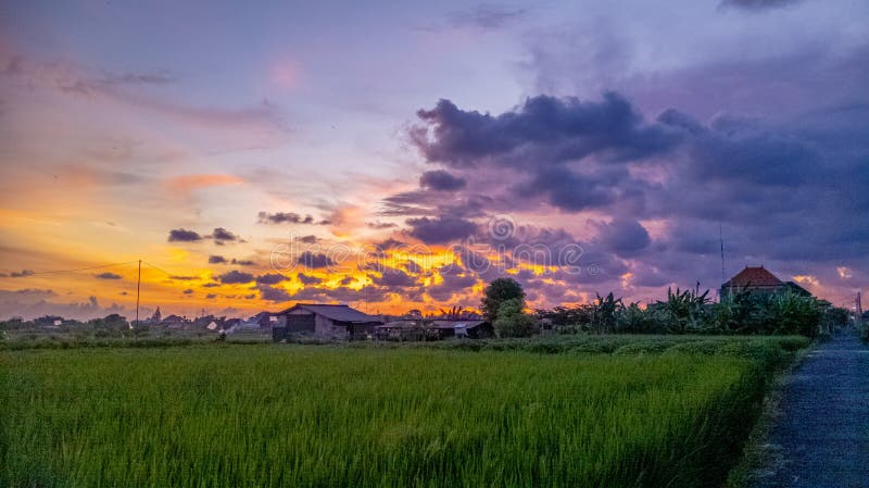 Rice Fields in the Afternoon Editorial Stock Photo - Image of hill ...