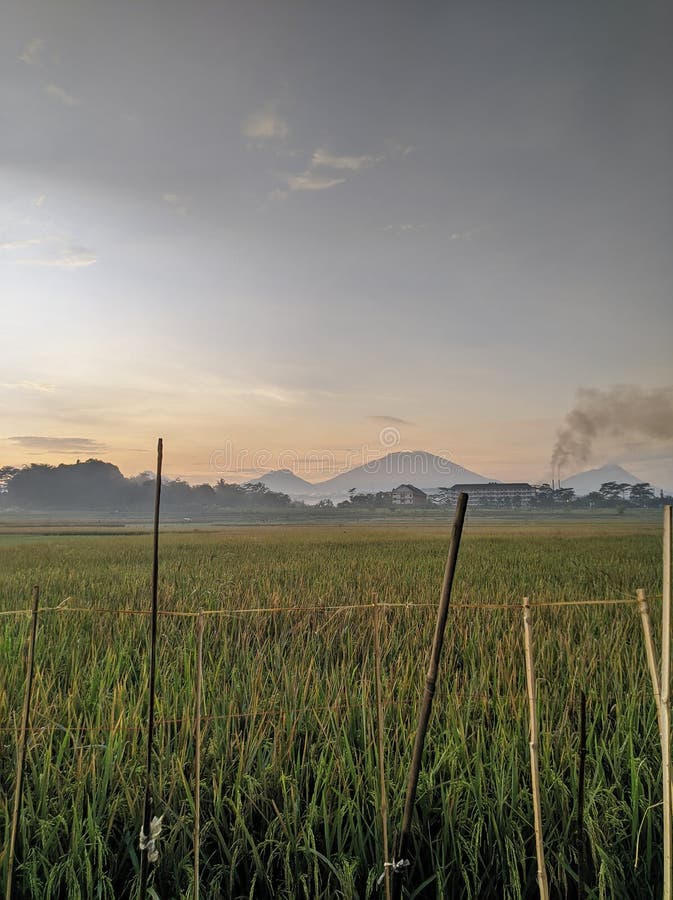 Rice Fields in the Afternoon and Billowing Factory Smoke? Stock Image ...
