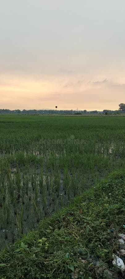 Rice Fields in the Afternoon Stock Photo - Image of fields, rice: 381776914