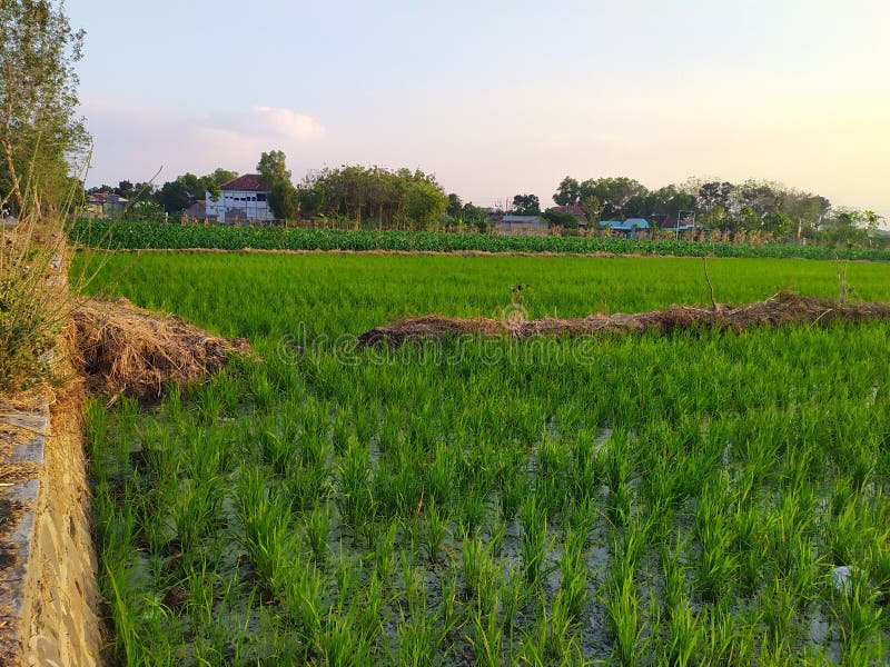 Rice Fields in the Afternoon Look Beautiful Stock Photo - Image of ...