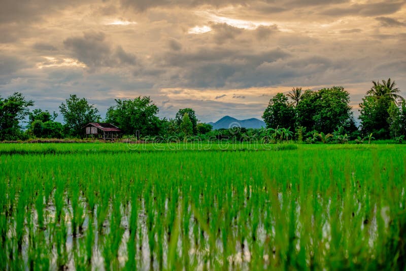 Rice fields stock photo. Image of plant, tree, evening - 57461396