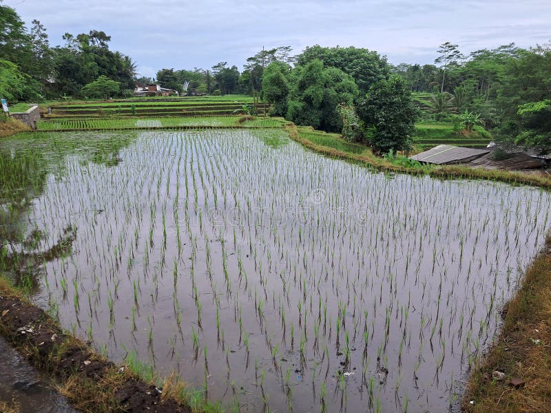 Rice Fields Along the River Stock Image - Image of forest, enjoy: 264570127