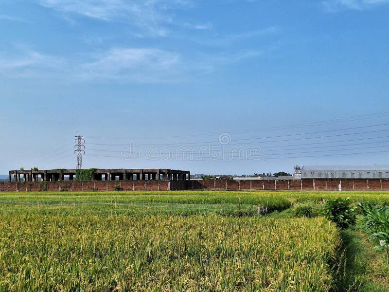 Rice Fields that are Already Yellow and Ready To Be Harvested with a ...