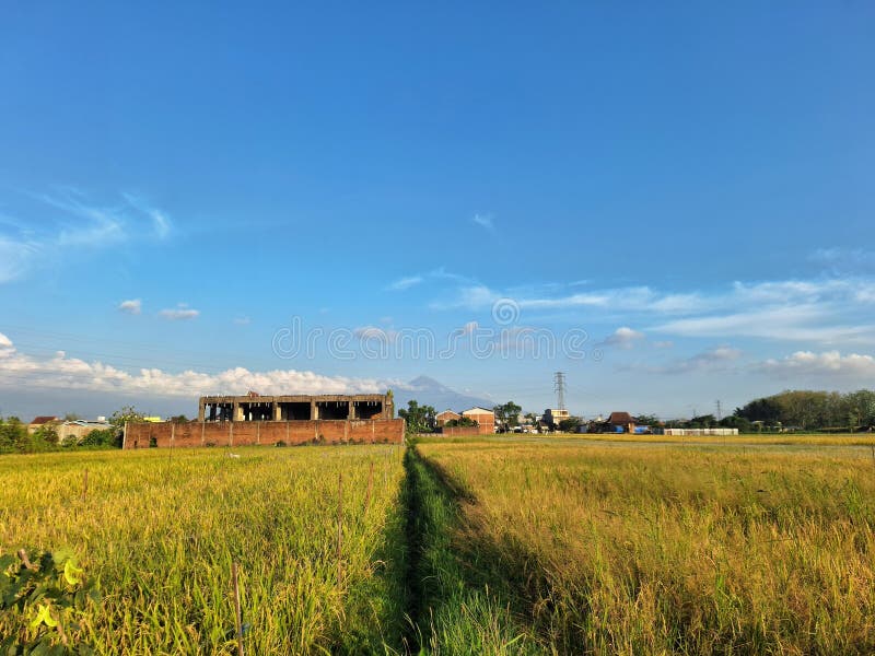 Rice Fields that are Already Yellow and Ready To Be Harvested with a ...