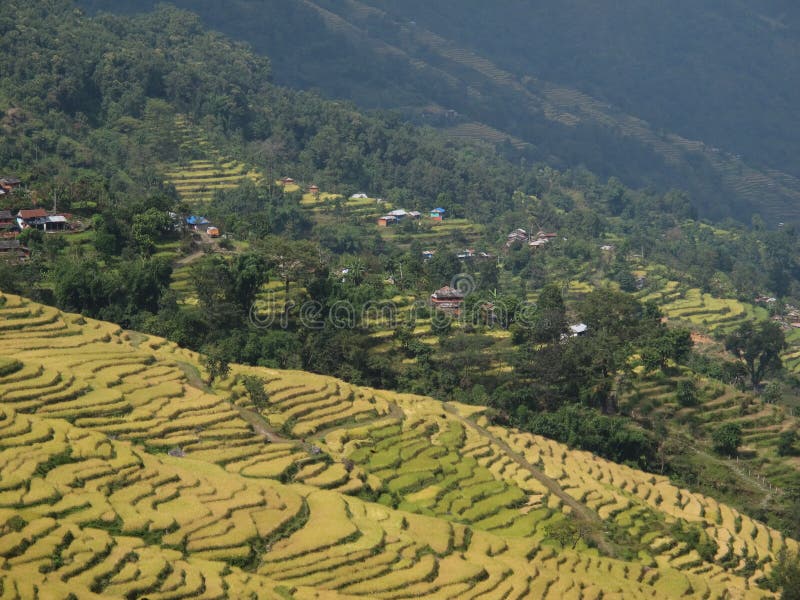 Rice Fields in the Annapurna Conservation Area Stock Photo - Image of ...