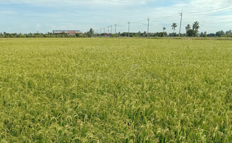 Wet Mud Soil For Rice Cultivation, Wet Ground Plots Agriculture ...